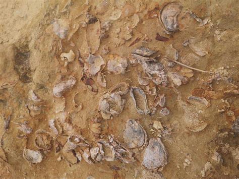 Seashell Fossils Dating Back Two Million Years Found In Pedieos