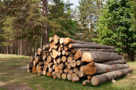 Log Stack Stock Image Image Of Lumber Material Nature 23774809