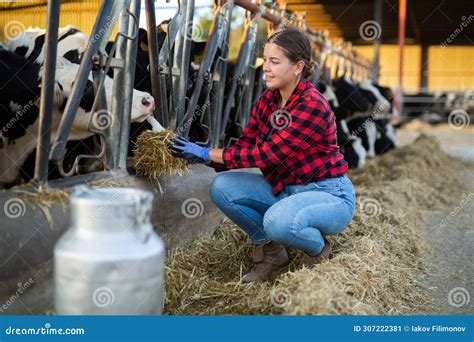 Female Dairy Farm Worker Feeding Cows In A Stall At Dairy Farm Stock Image Image Of Factory