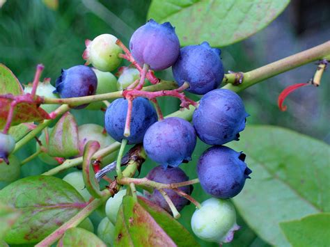 Blueberry Diseases And Pests Description Uses Propagation