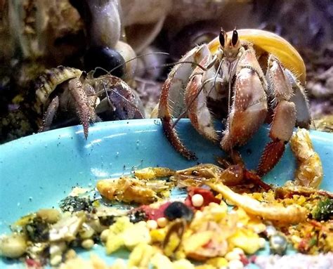 Csjs Ultimate Guide To Feeding Your Hermit Crabs The Crab Street Journal