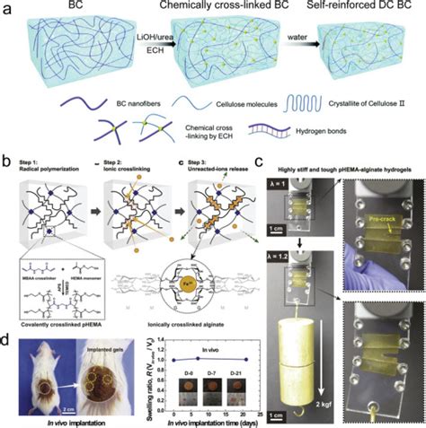 Tailoring The Swelling‐shrinkable Behavior Of Hydrogels For Biomedical