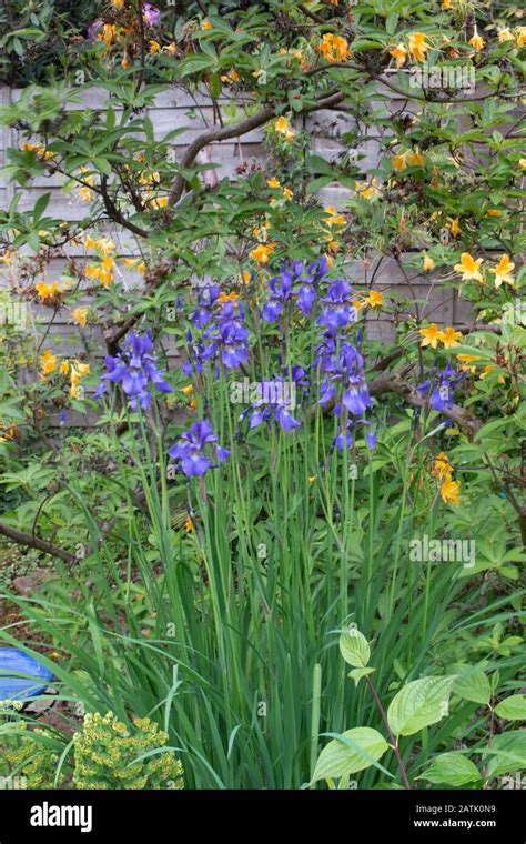 Grayshott Gardens National Garden Scheme Iris Blue Stock Photo Alamy