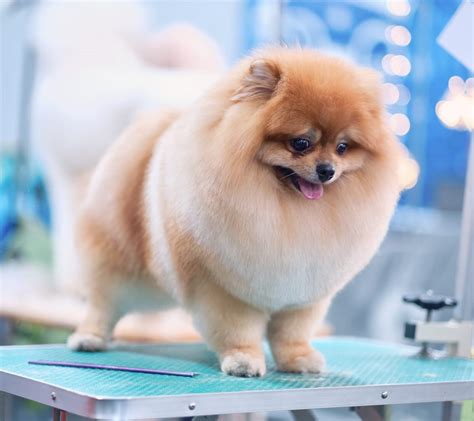 Pomeranian Puppy Cut
