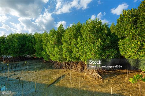 맹그로브 숲 맹그로브 나무를 따라 강 맹그로브 숲은 전 세계적으로 열대 지역에서 중요한 역할을한다 그들은 많은 해양 종에 대한 보육 역할을 맹그로브숲에 대한 스톡 사진 및