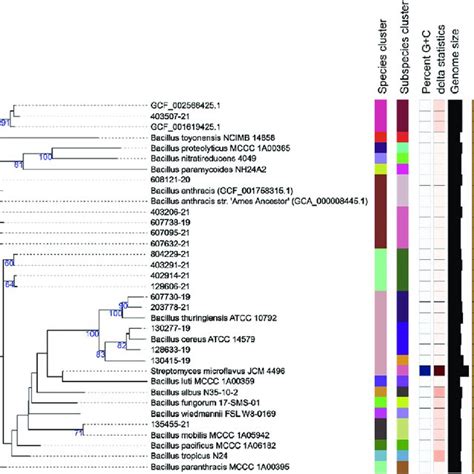 Bacillus Species Identification Results By Using Vitek®2 Id Maldi Tof Download Scientific