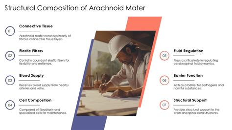 Exploring The Arachnoid Mater Structure And Function Ppt Slides St Ai