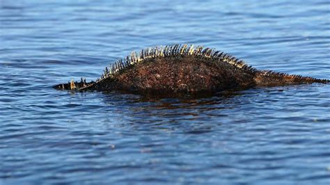 Заснеха чудовището от Лох Нес видео Новини бг