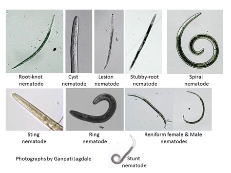 Nematodes