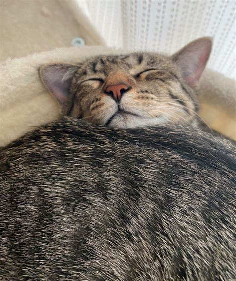 【困惑】「この中に2匹いるはず…」保護猫達の寝姿が話題！ 予想外の居場所にホッコリ 2匹でくっついて眠っているようですが…？ 2ページ目