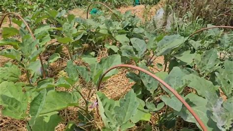 Защо е добре да мулчираме Деси Владовска Youtube