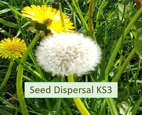 Seed Dispersal ~ Ks3 ~ Year 7 By Troilo Science Tpt