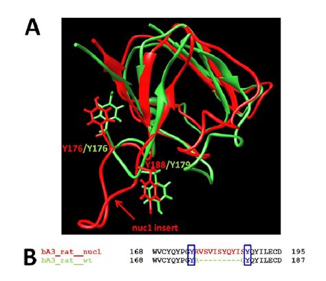 Superposition Of C Terminal Domains Of Wild Type Rat A3crystallin And Download Scientific