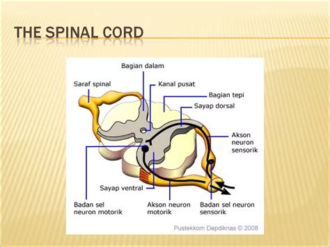 Grade 9 Intra Coordinative System Ppt