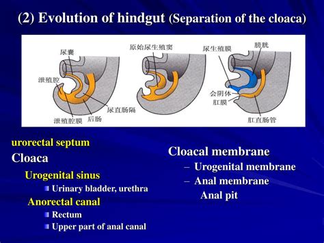 Ppt Chapter 23 Development Of Digestive And Respiratory System