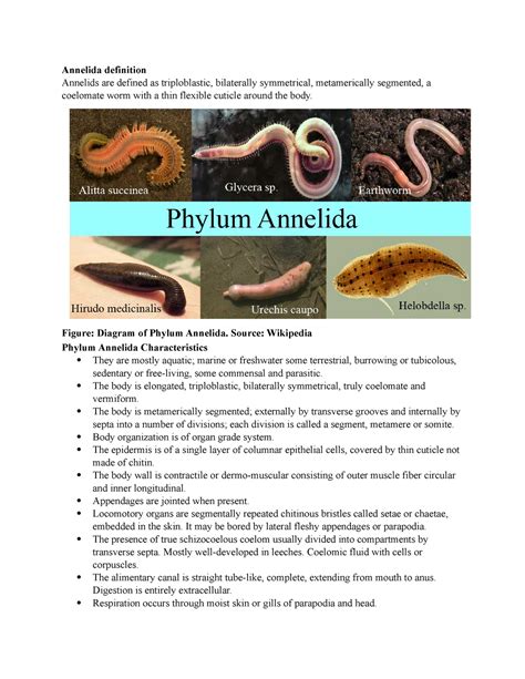 Annelids Examples Annelids Examples