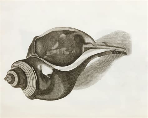 달팽이의 흑백 그림 사진 Unsplash의 무료 조개 이미지