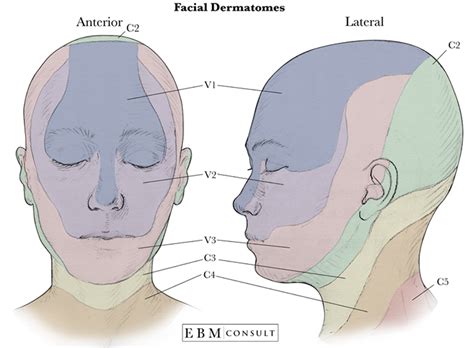 Shingles Dermatome Map