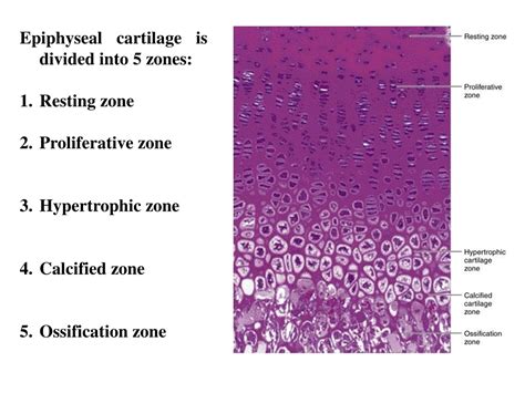 Ppt Essential Insights Into Bone Tissue Anatomy Functions And Mineralization Powerpoint