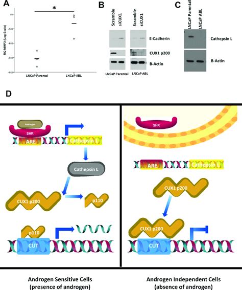 Phenotypic Differences In Response To Cux1 Silencing Are Driven By Download Scientific Diagram