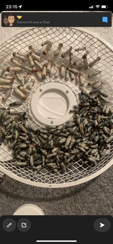 How Badly Does Bruising Affect Potency Rmagicmushrooms