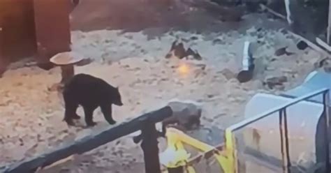 Woman Sleeps With Python Every Night Then He Stops Eating And Vets Learn His True Colors Woman Sleeps With Python Every Night Then He Stops Eating And Vets Learn His True Colors