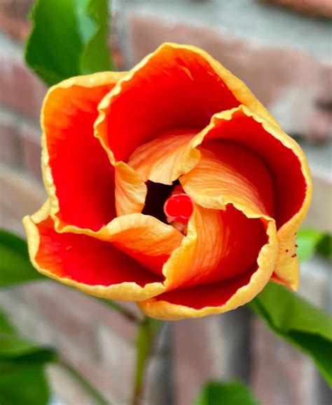 Observer Pattern Protocol Oriented Design Pattern R Iosdevelopment