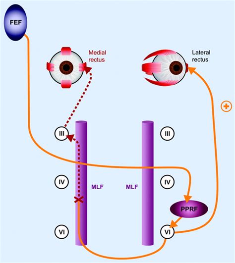 What Is The Medial Longitudinal Fasciculus