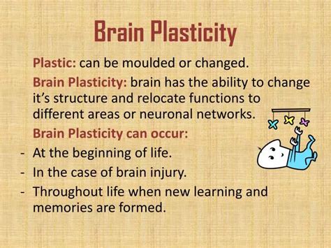 Ppt Brain Plasticity Powerpoint Presentation Free Download Id 2011086
