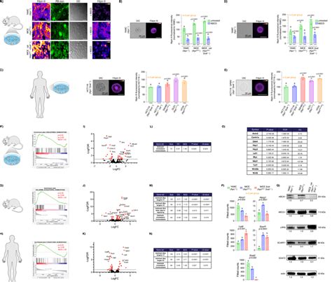 Oncogenic Truncated Apc Disrupts Plasma Membrane Cholesterol