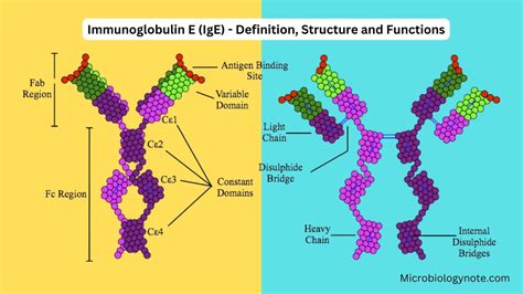 Complement System Definition Activation Effects Regulation Biology Notes Online