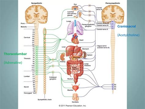 Cholinergic System And Drugs Pptx