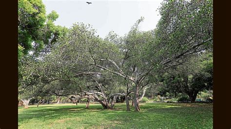 Chandigarh Tree Health Survey In 45 Sectors Completed Hindustan Times