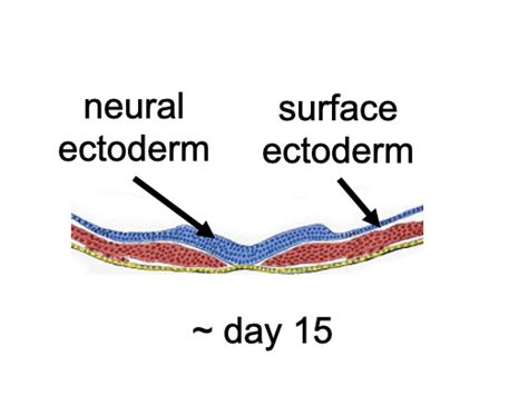 Weeks 3 And 4 Embryology A Web Site