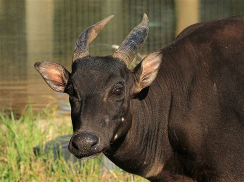 Lowland Anoa Alexandria Zoo