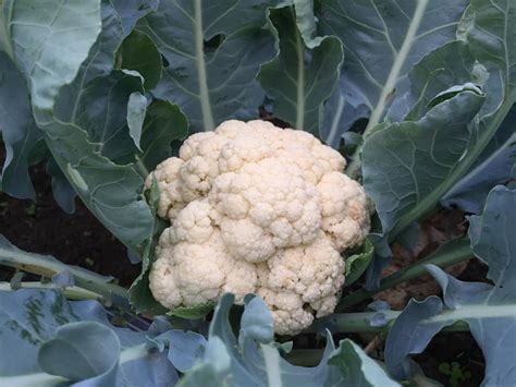 Хижа Минзухар Тази есен реших да опитам да отгледам Facebook