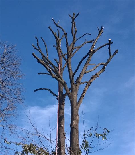 Crown Reduction Capital Trees