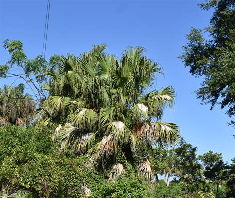 Palm Leaf Skeletonizer Uf Ifas Extension Lee County