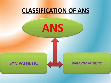 Peripheral Nervous System Pns Ppt