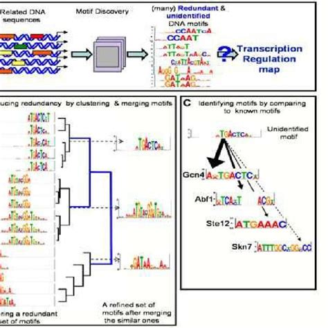 1 Motif Representation Constructing A DNA Motif For A Transcription Download Scientific