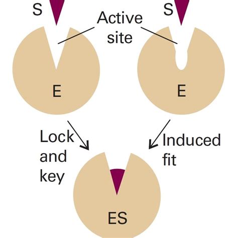 4 Lock And Key Model That Explains The Selectivity Of Enzymes Picture Download Scientific