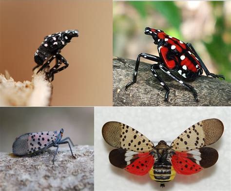 Dda Extends Spotted Lanternfly Quarantine Zones Delaware Surf