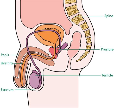 Male Anatomy Diagram Quizlet Male Anatomy Diagram Quizlet