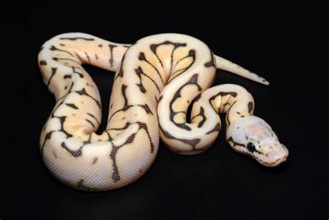 1000 Images About Ball Python Mutations On Pinterest Glow Pewter