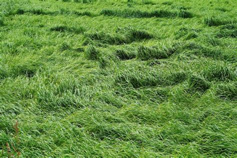 집 밖의 간 경치 계절 고요한 광합성 기후 녹색 녹지 농업 들판 땅 무성한 바이오 매스 밝은 생물 다양성 생체 생태계 서식지 성장 시골