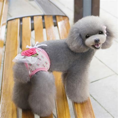 Течка у собак - My Doggy