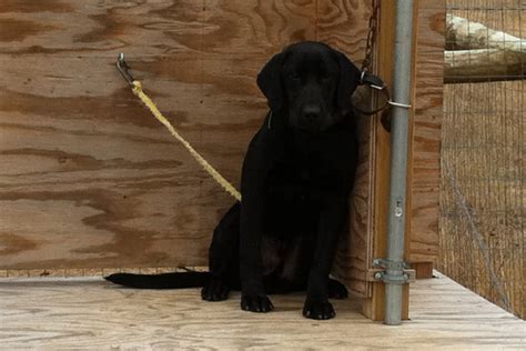 Force Fetch Pictures And Training Photos