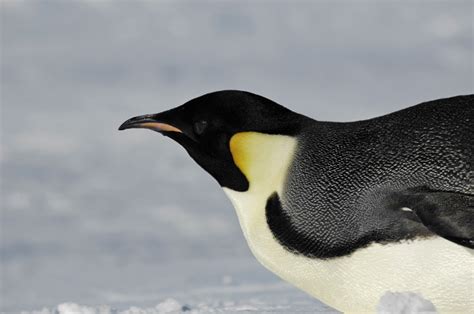 network traffic control with tc command in linux softprayog