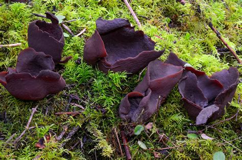 California Fungi Otidea Smithii