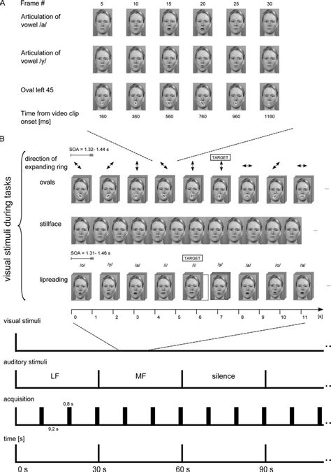 Schematic Illustration Of Stimuli Experimental Paradigm And